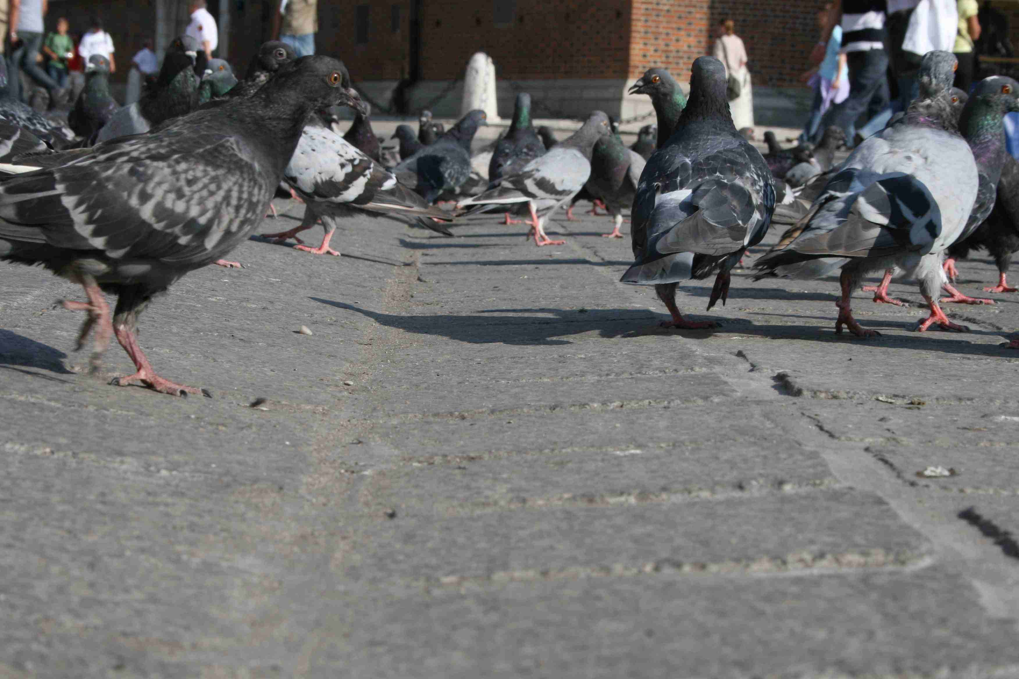 11.3. Zdjęć cięcie gięcie, czyli elementy fotomontażu :: pracowniaA